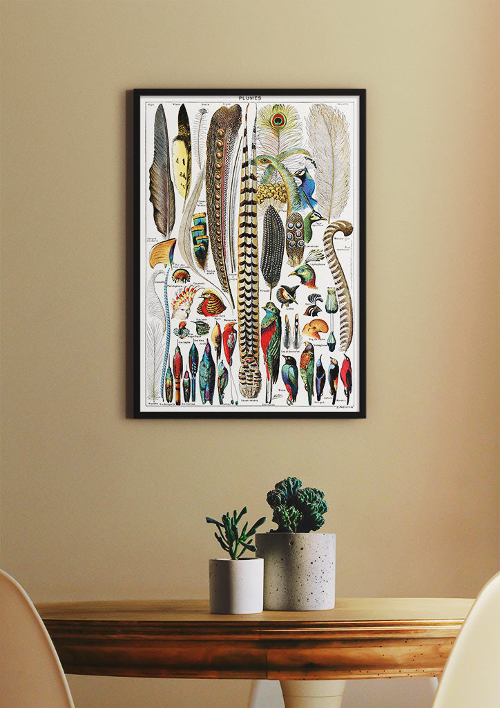 Adolphe Millot Posters & Prints | Vintage Educational Illustrations ...
